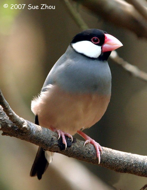 3rd Place Wildlife – Chinese Bird by Sue Zhou | Nature Photographers of ...