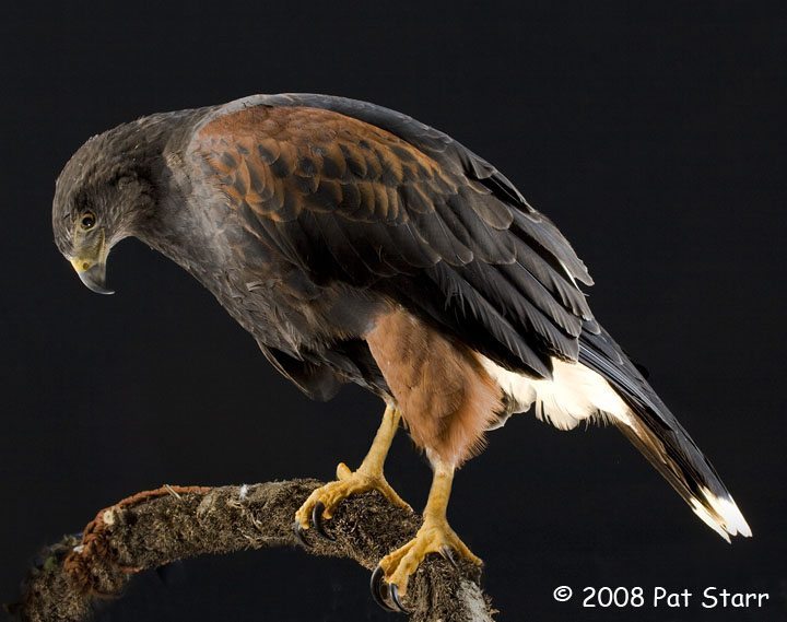 GALLERIES | Nature Photographers of the Pacific Northwest