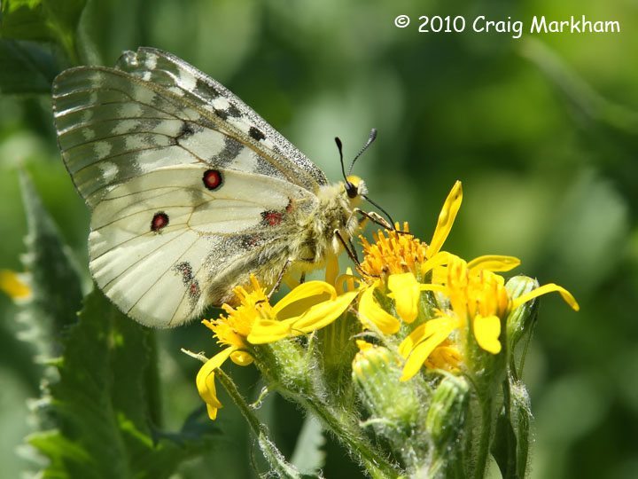 3rd Place Wildlife – Clodius Parnassian Butterfly by Craig Markham ...