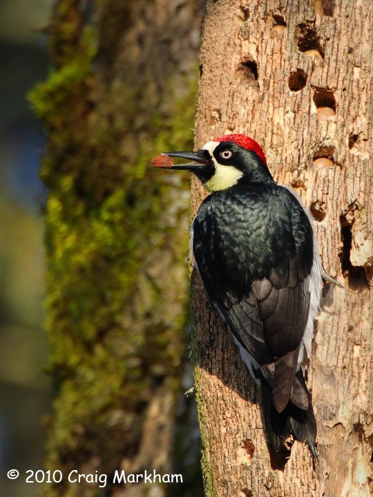 3rd Place Wildlife – Acorn Woodpecker by Craig Markham | Nature ...
