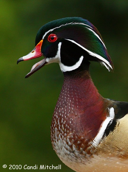 3rd Place Wildlife – Wood Duck Protecting His Territory by Candi ...