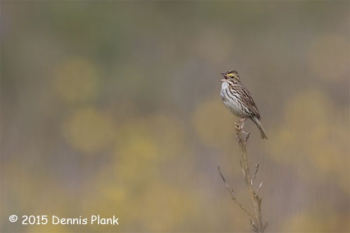 HM Wildlife – Prairie Spring by Dennis Plank | Nature Photographers of ...