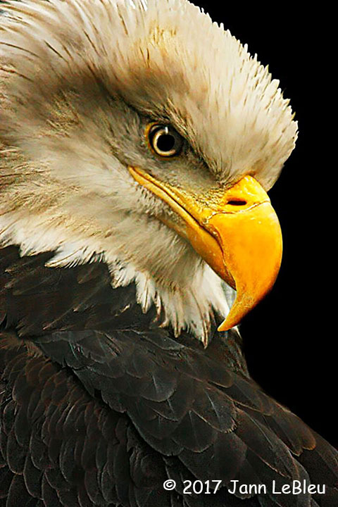 1st Place Wildlife – Polar Bears by Sandy Pokorny | Nature ...