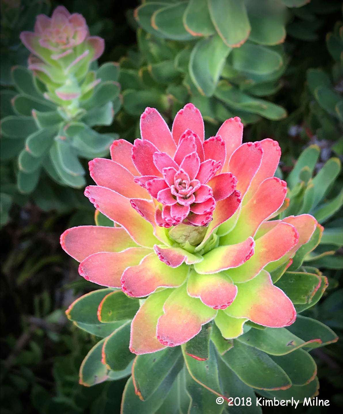 Nature Photographers of the Pacific Northwest | Nature Photography at ...