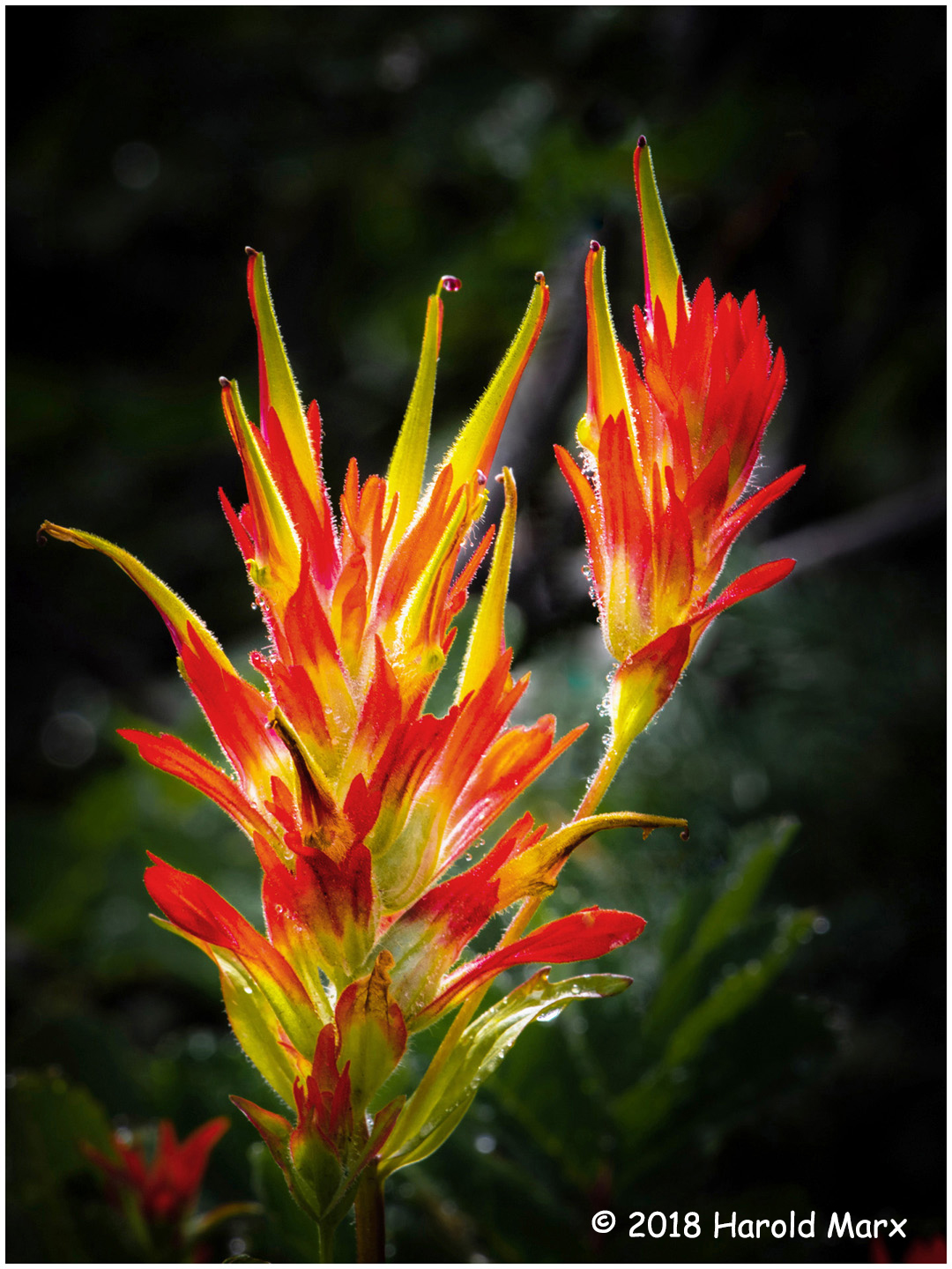 3rd Place Wildlife – Fig Grinning Chimp by Dave Rein | Nature ...