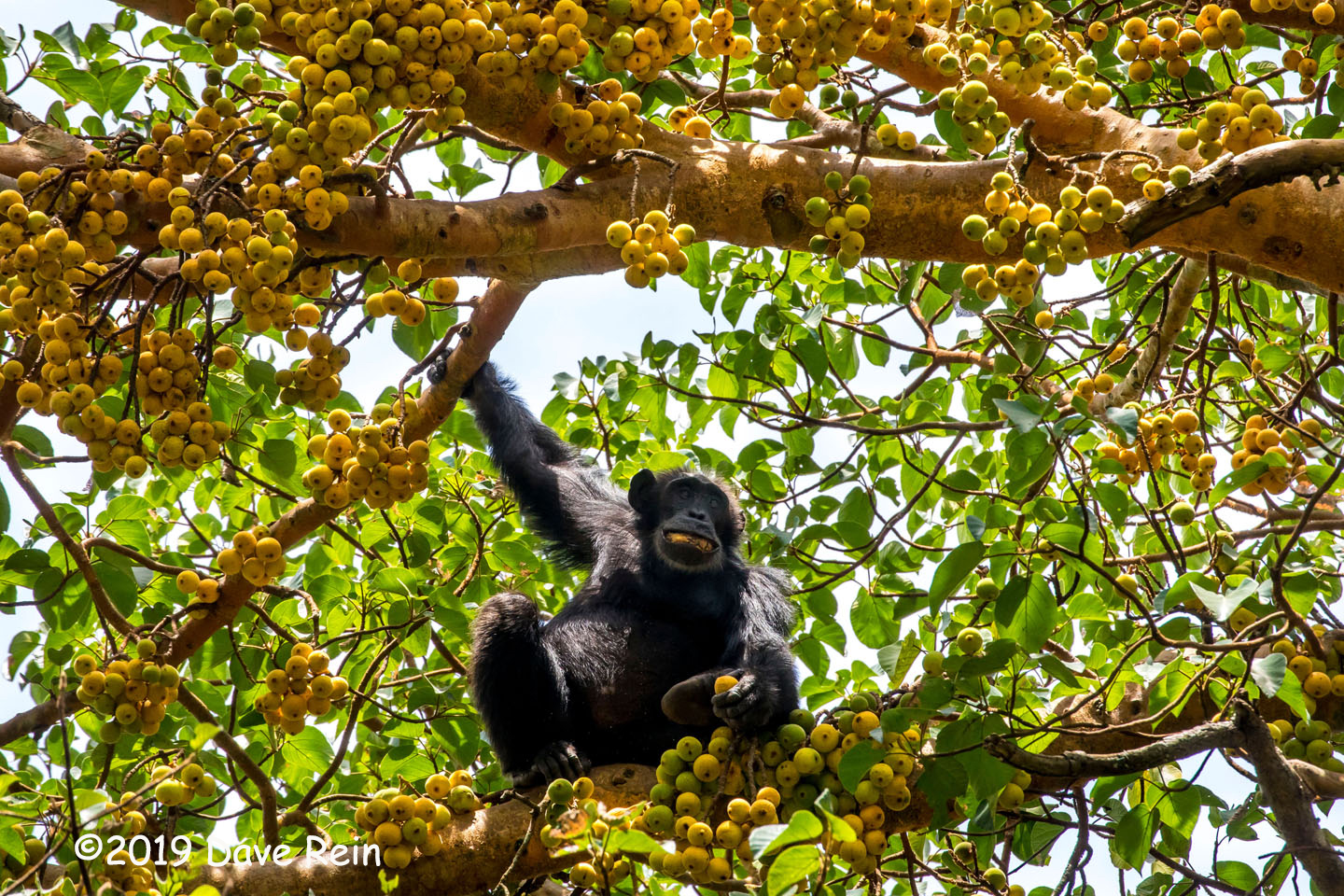 3rd Place Wildlife – Fig Grinning Chimp by Dave Rein | Nature ...
