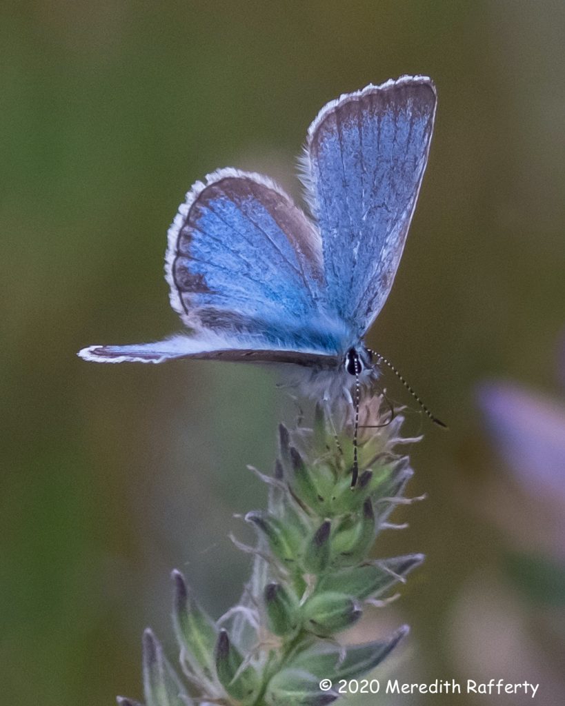 1st Place Wildlife – Prairie Blue by Meredith Rafferty | Nature ...