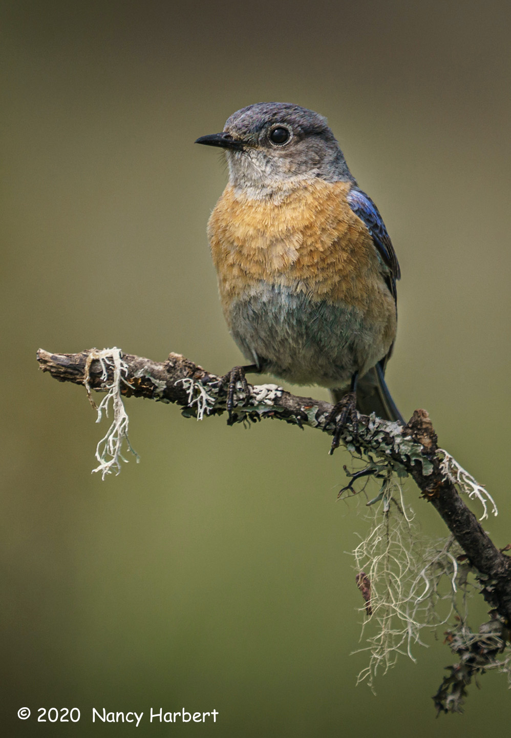 3rd Place Wildlife – Bee by Patty Booth | Nature Photographers of the ...