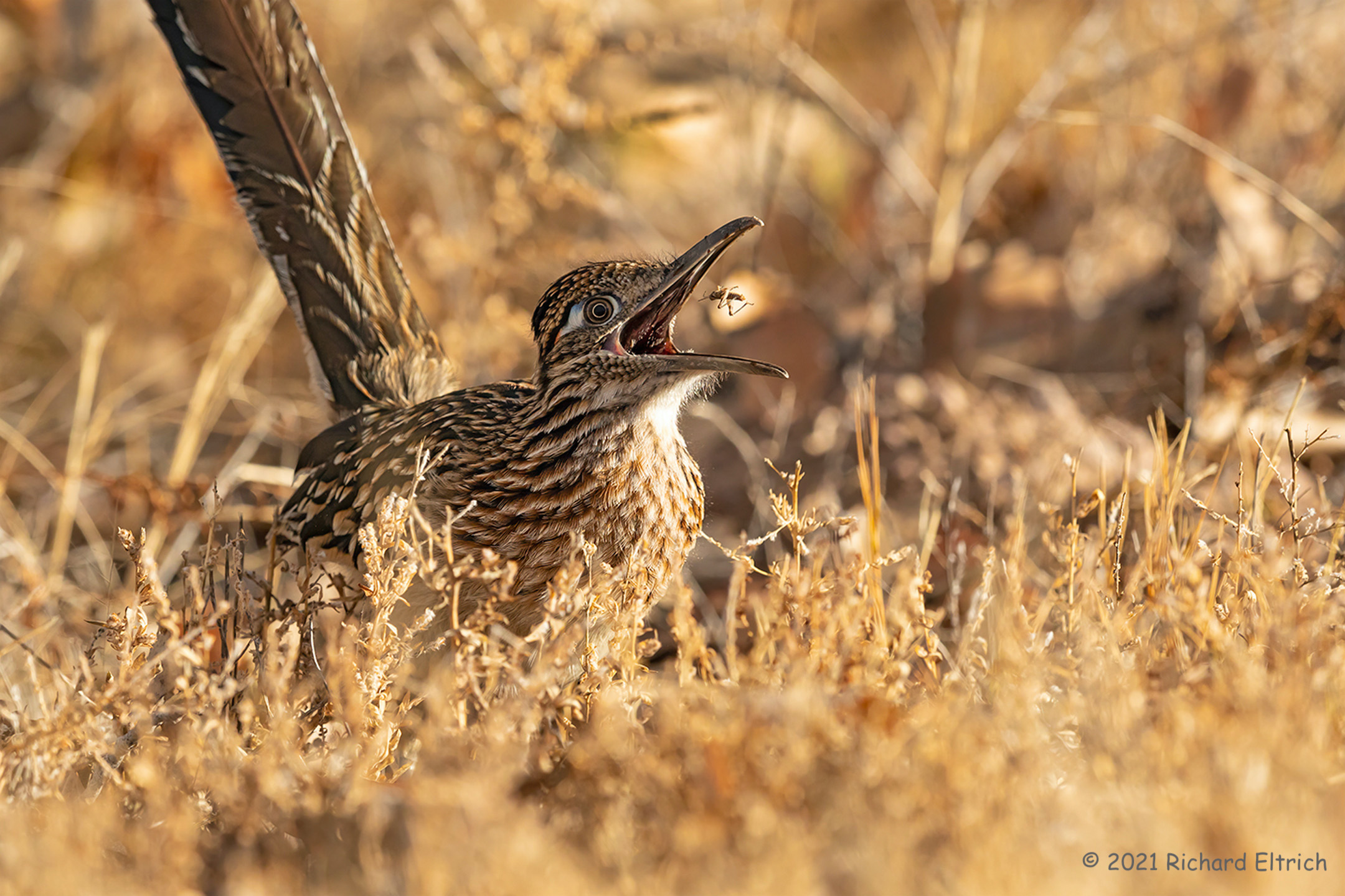 1st Place Wildlife – Roadrunner Snacks by Richard Eltrich | Nature ...
