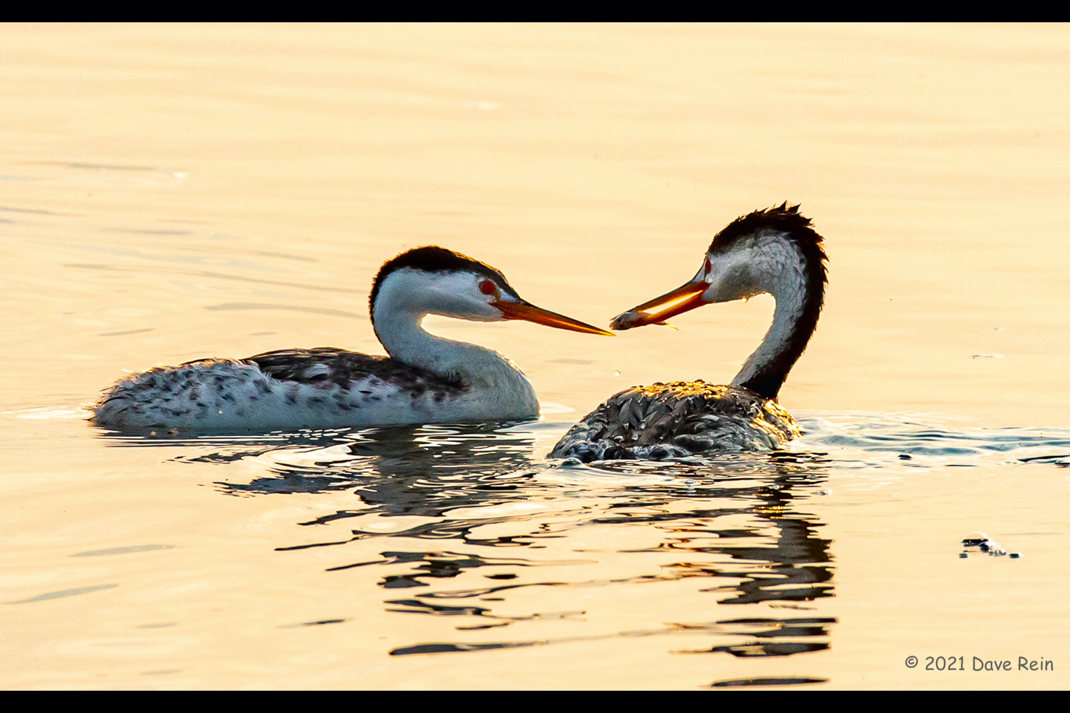 3rd Place Wildlife – Clark’s Grebes by Dave Rein | Nature Photographers ...