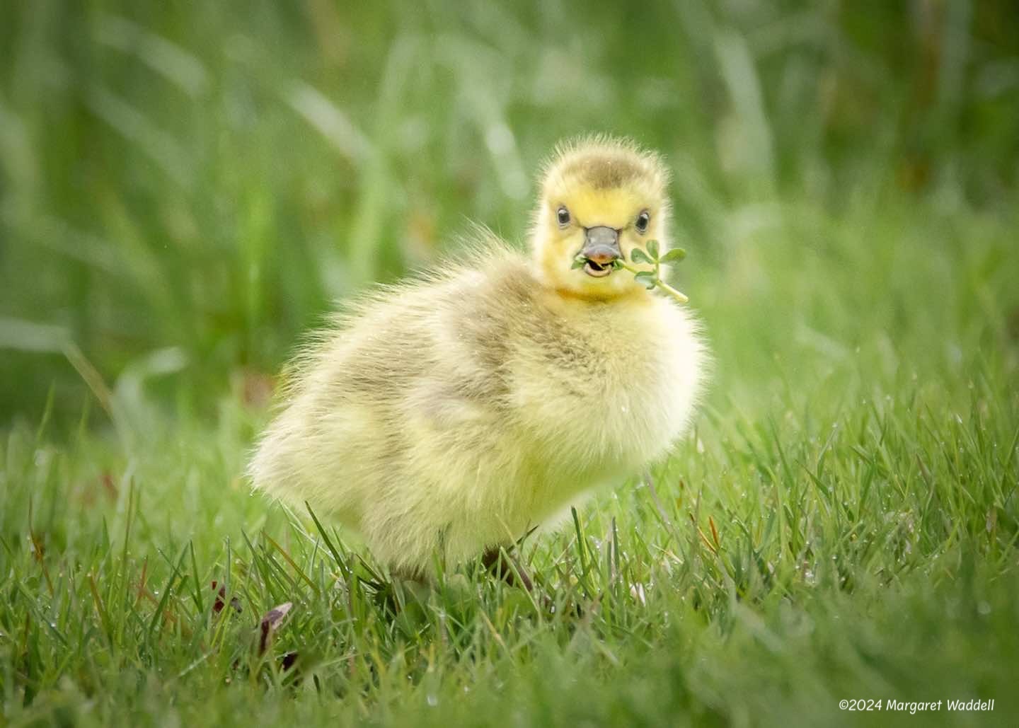 2nd Place Wildlife – Gosling By Margaret Waddell | Nature Photographers ...