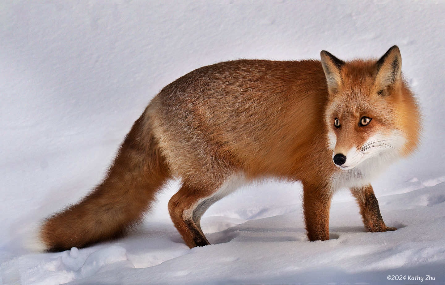 3rd Place Wildlife – Red Fox on Alert by Kathy Zhu | Nature ...