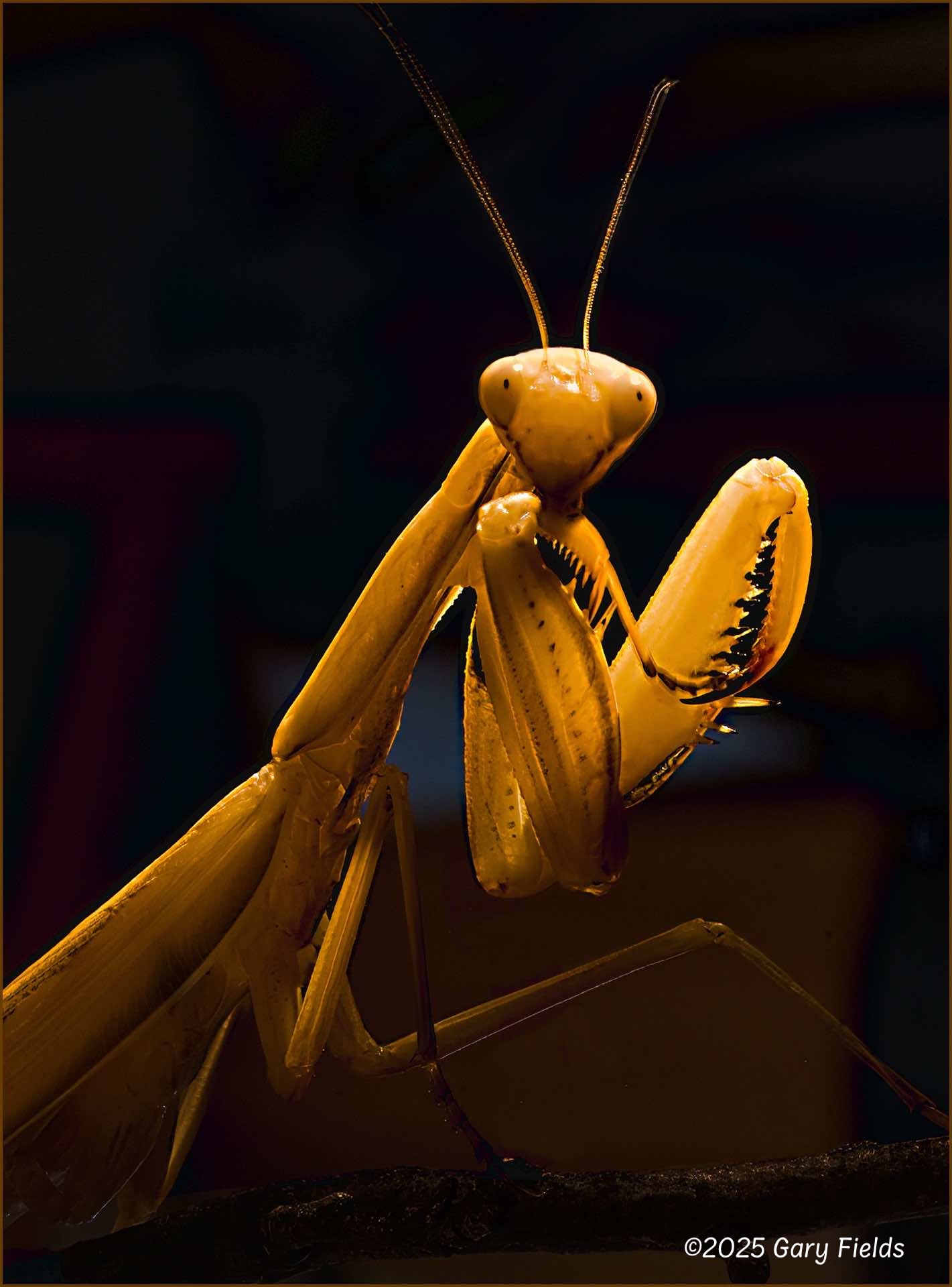 HM Wildlife – Female Mantis by Gary Fields | Nature Photographers of ...